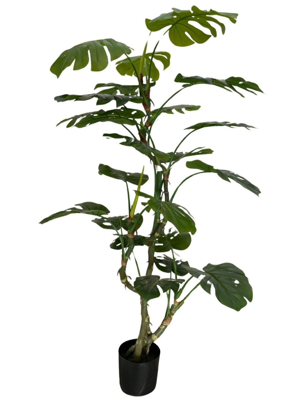 Artificial Monstera Bonsai plant (Height: 1.00m & 1.55m) - NAL21-3444 ...